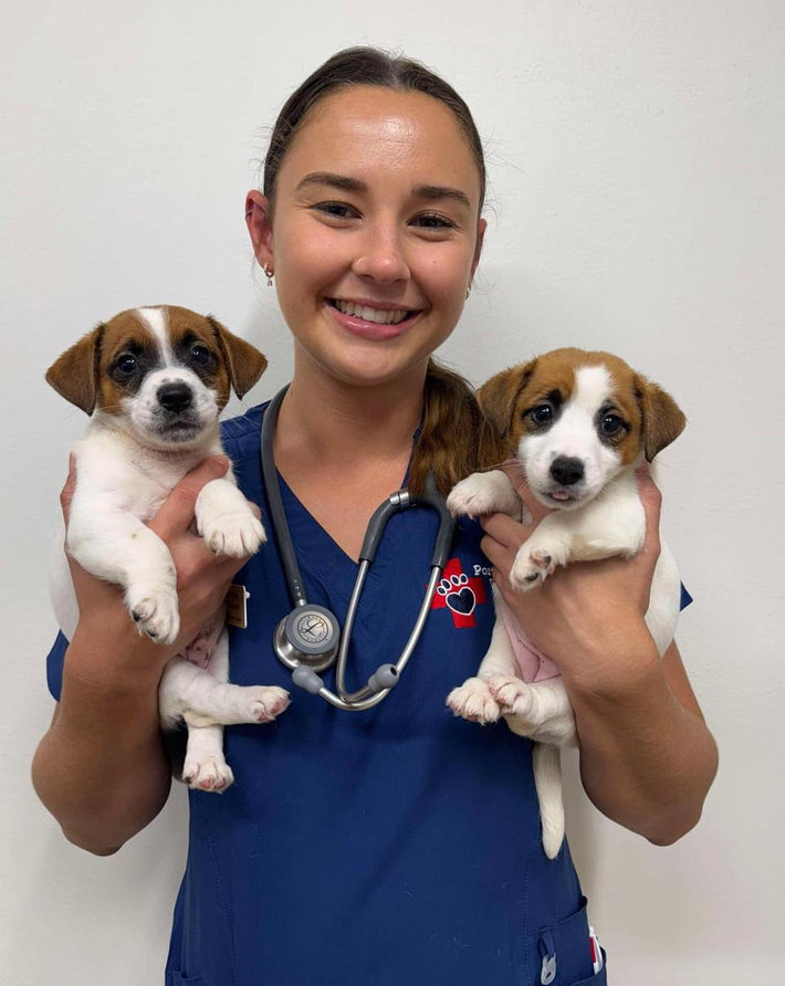 Our Services – Port Macquarie Veterinary Hospital