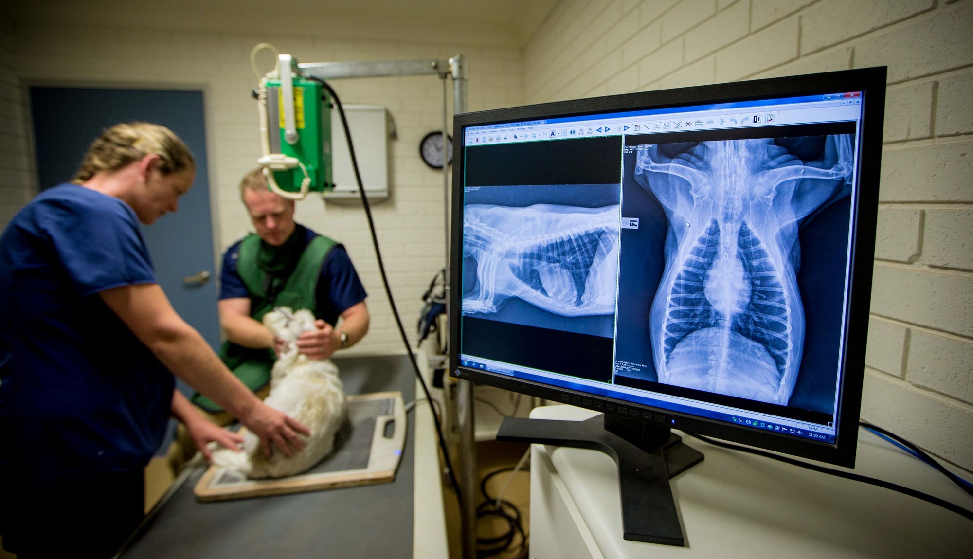 Port Macquarie Veterinary Hospital